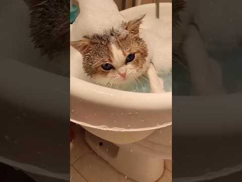 cats love water 💦#cat #shorts #funny