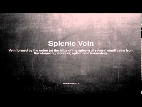 Medical vocabulary: What does Splenic Vein mean
