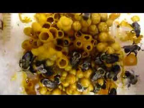 vidéo en anglais – nid de bourdons | Apiculture: le blog d'un ...