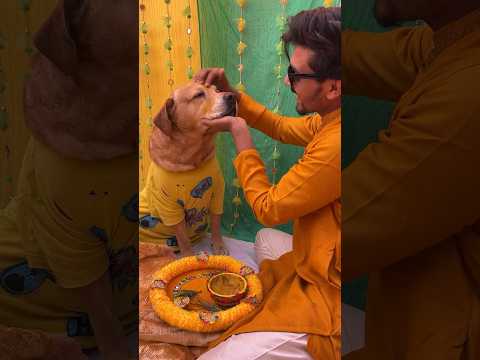 Leo ki haldi😍 #shorts #minivlog | Anant Rastogi