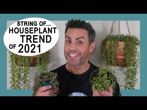 Houseplant Trends 2021: My Entire String Of Collection - Soil Mix, Care Tips, and Propogation!