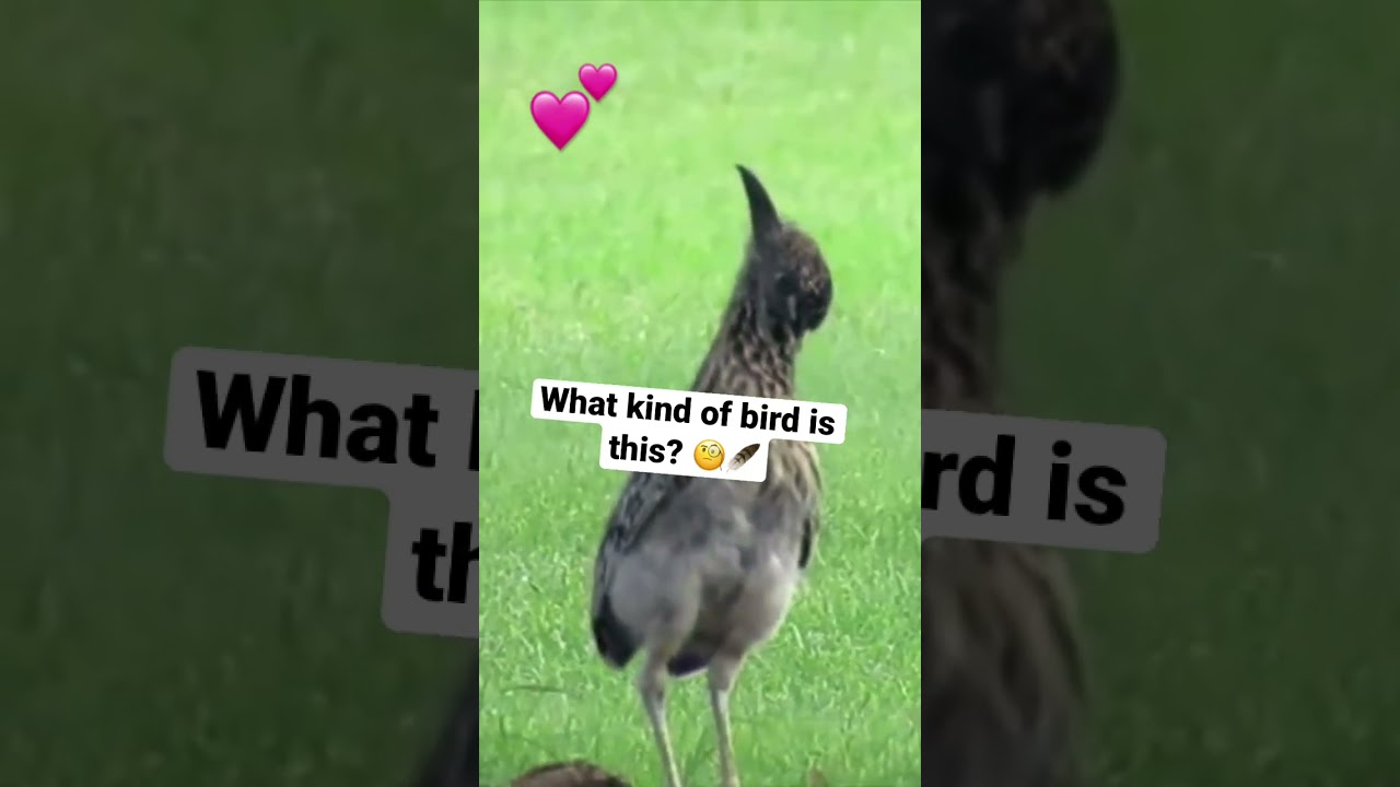 Help ID this bird 🧐👀 #shorts #help #id #this #bird #birdwatching #birding #kawaii