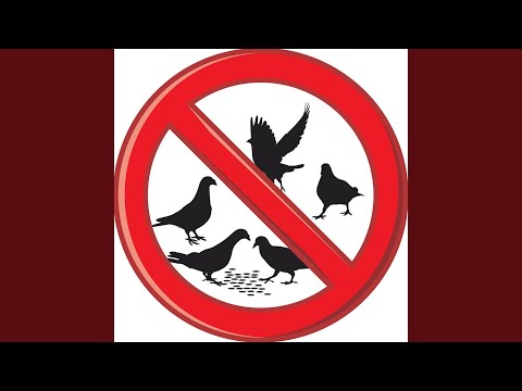 Audible Bird Scarer: Control Unwanted Birds Such as Pigeons, Starlings, Doves, Crows, Rooks,...
