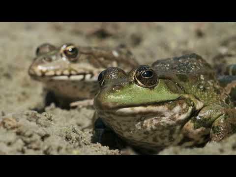Exploring Frog Anatomy: The Three Chambered Heart
