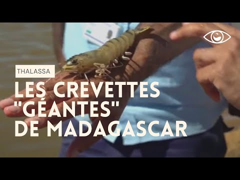 Madagascar shrimp: in the shade of the mangrove - Thalassa