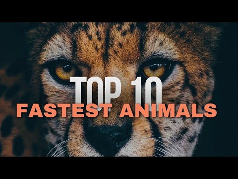 Top 10 Fastest Land Animals In The Planet‼️