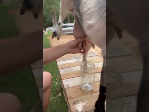 Morning goat milking in the DIY milk stand
