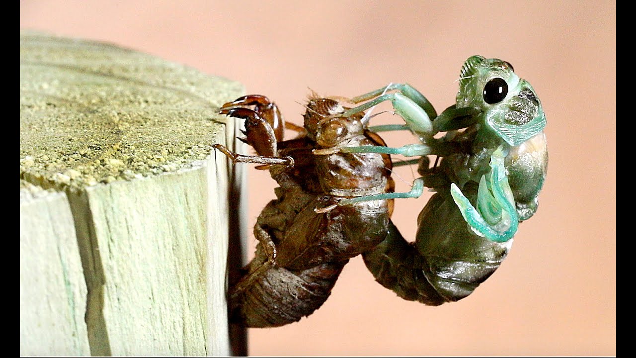 Cicada Molting From Shell Time Lapse