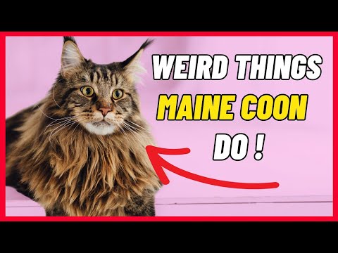 10 Weird Things Only Maine Coon Do