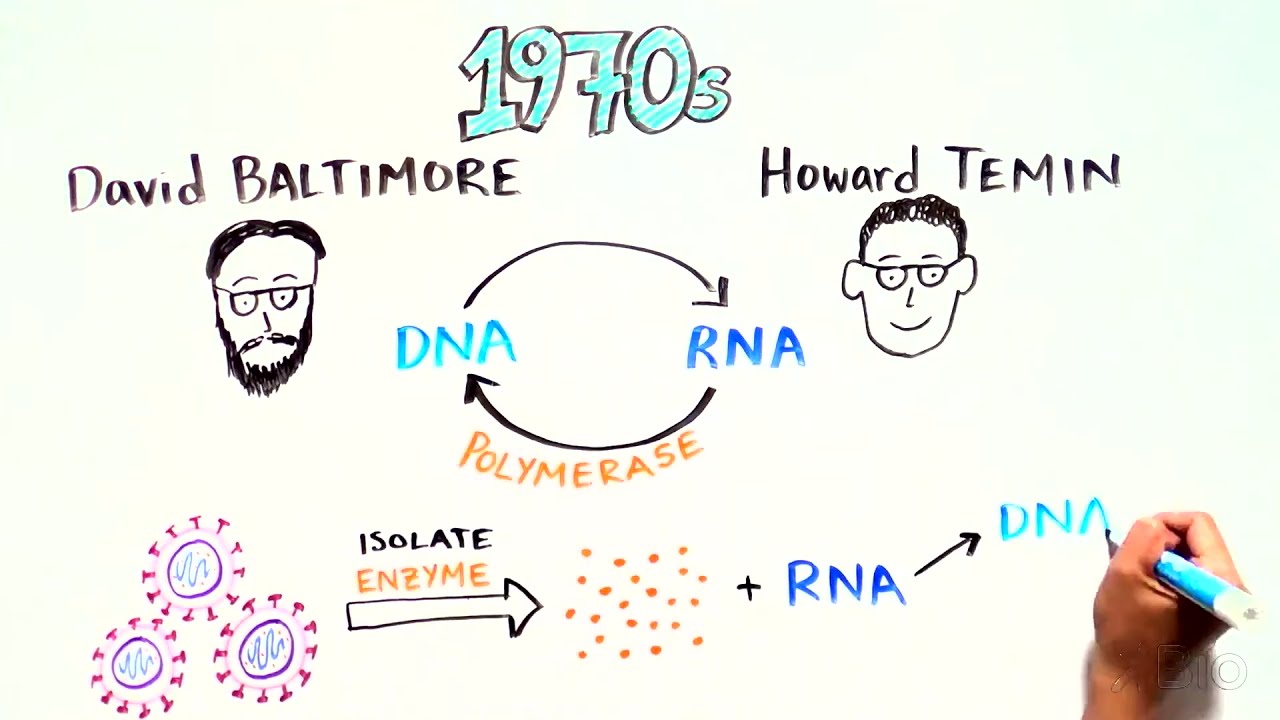 Reverse Transcriptase: an Enzyme that copies RNA to DNA