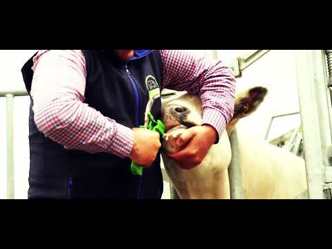 Agrimin ALL-TRACE® BEEF Cattle Bolus