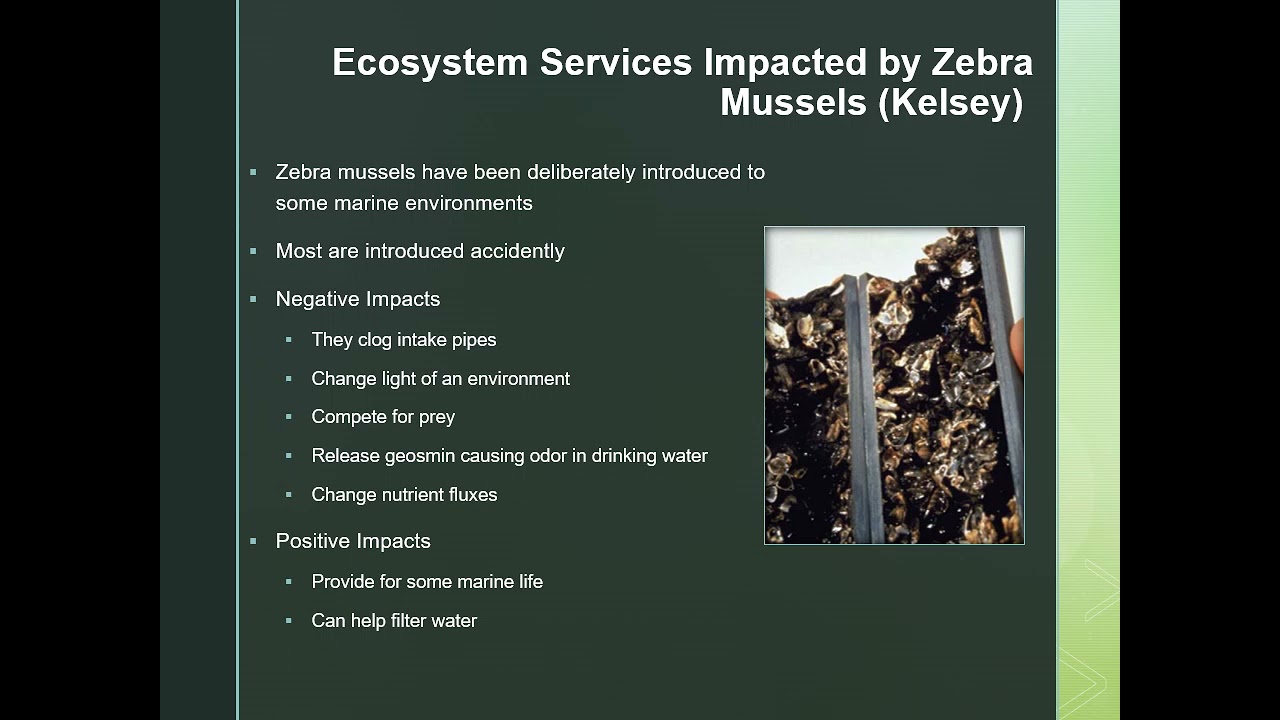 Invasive Species PowerPoint