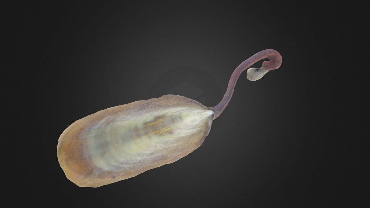 Phylum Brachiopoda: The Lamp Shells