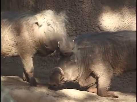 Honolulu Zoo [ Hawaii Web TV ]