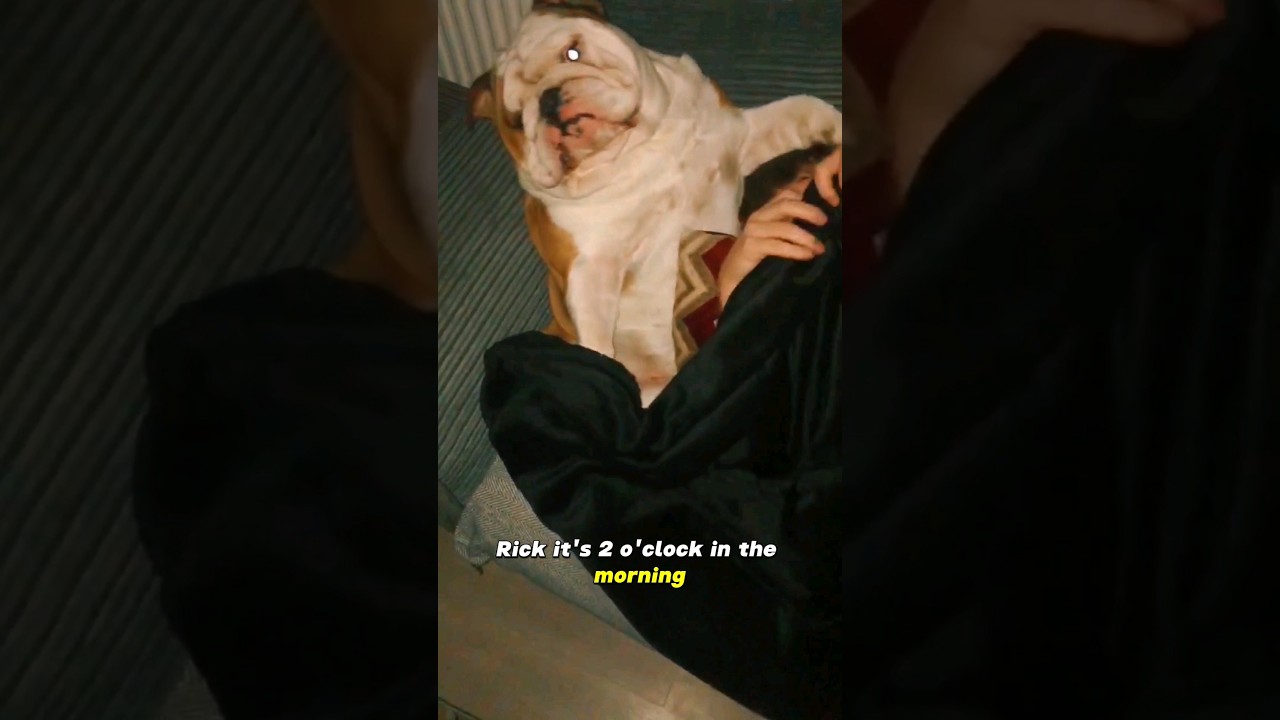 Scroll on ... Nothing to see here. Everything is completely normal 😅 #bulldogpabs