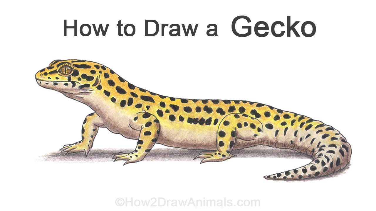 How to Draw a Gecko (Leopard Gecko)