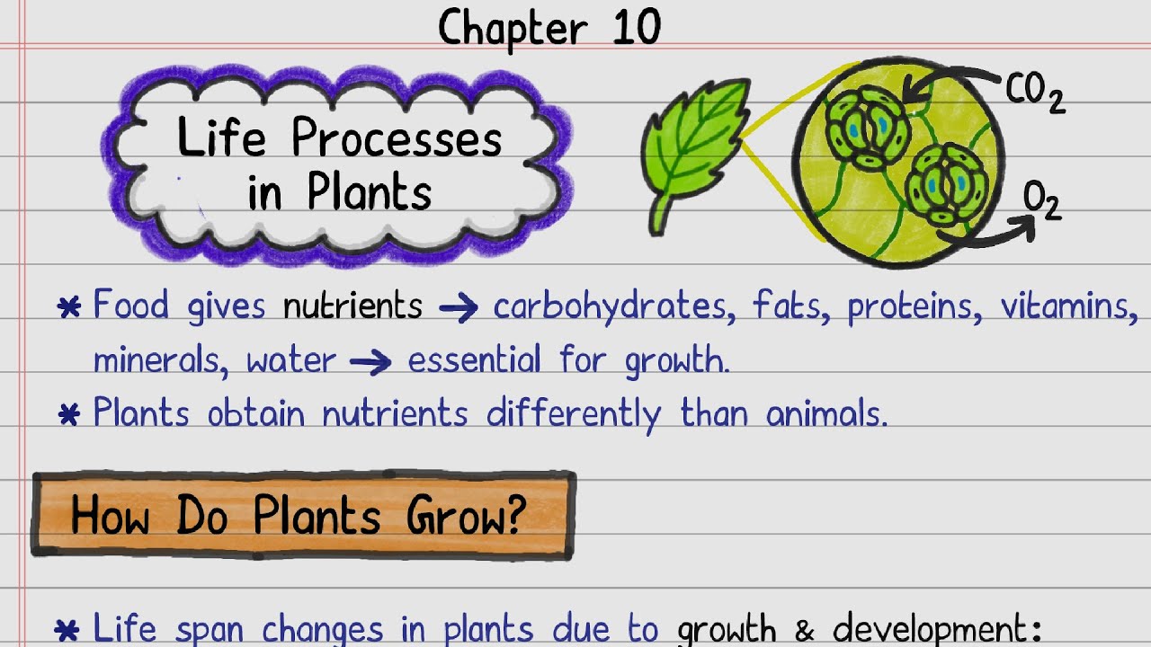 📝FREE Notes | Life Process in Plants | Class 7 Science | NCERT | Self-Study Notes