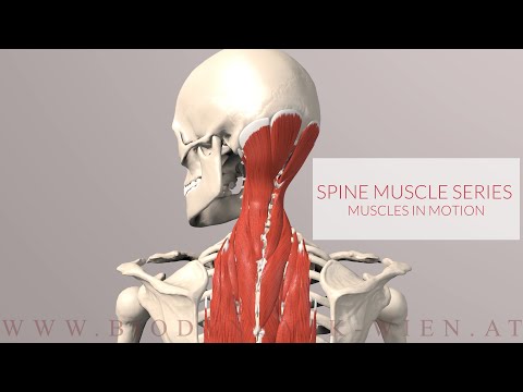 Spine Series: Neck Muscles in Motion (3D Animation)