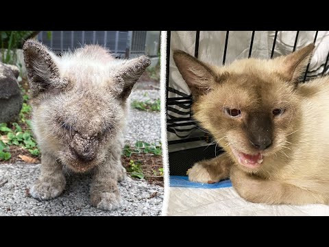 Siamese Cat Rescue "Turning to Stone" - Ameowzing Transformation!