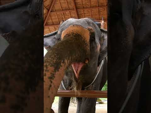 Closeup of Elephant Trunk-slow🦣 #shorts #youtubeshorts #elephant #wildlife