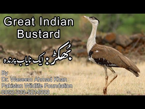 Great Indian Bustard An Endangered Species | Bhukar Bird Introduction | Great Indian Bustard GIB