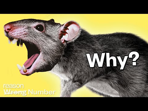 Debunking the ‘rat apocalypse’: There’s No Evidence That Climate Change ...