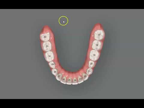 Dental Universal Numbering System - Learn to Count Teeth!