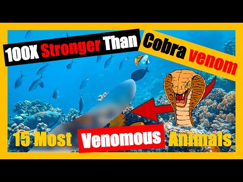 Top 15 Most Venomous Animals: Deadly Creatures You Need to Know #animals #animalfacts