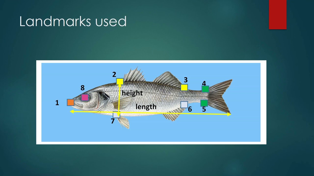 Fish Morphological Feature Recognition Based on Deep Learning Techniques (MOCAST2021 paper 81)