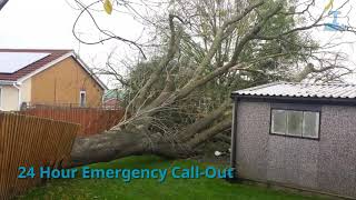 3 Best Tree Services in Nottingham, UK - Expert Recommendations