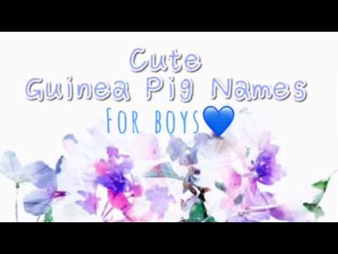 Cute Guinea Pig Names For Boys (read description)🐾💙