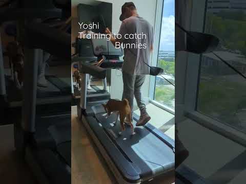 Yoshi training #yoshibasenji #basenji #basenjidog #puppylove #puppies #puppy #cardio
