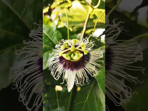 Poplar Plant - Wholesale Price & Mandi Rate for Populus Plant in India