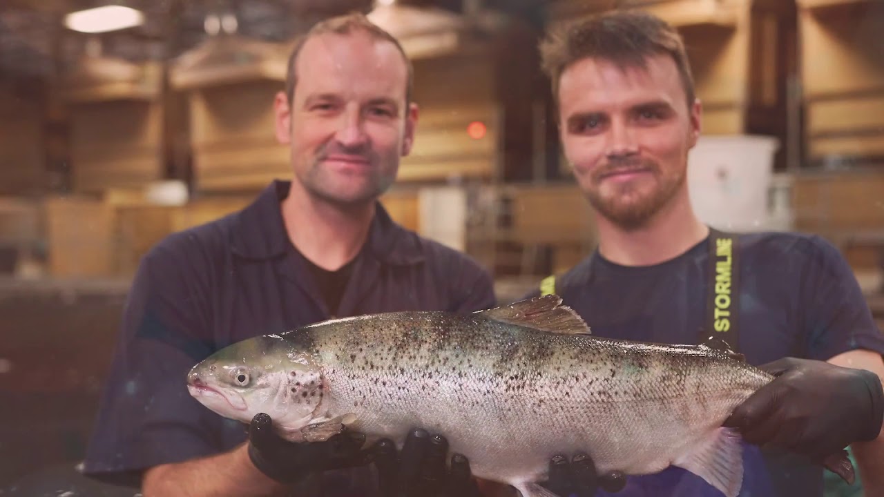 AquaBounty: Pioneering Sustainable Aquaculture for a Growing World ...