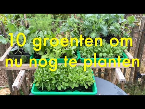 Ini's moestuin #202 Begin september: 10 heerlijke herfst- en wintergroenten die je nog kunt planten