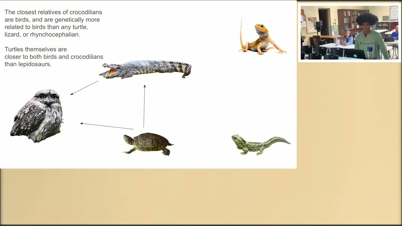 Reptile Evolution In The Mesozoic - San Diego Herpetological Society Presentation - 08/19/2025