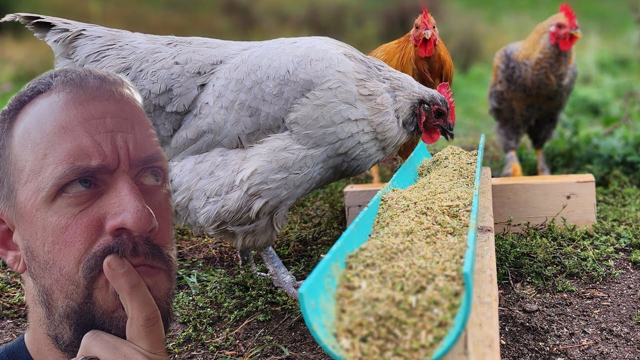 Quick way to identify Hen or rooster?