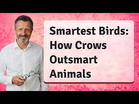 Smartest Birds: How Crows Outsmart Animals