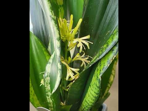 How to make your Snake plant Bloom Flowers