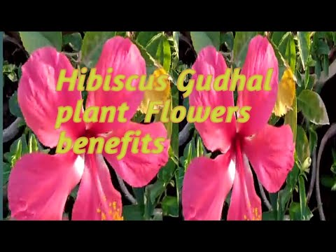 Gudhal Hibiscus plant Flowers benefits / multi purpose channel/ Urdu Hindi video