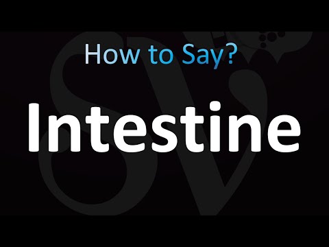 How to Pronounce Intestine (Correctly!)