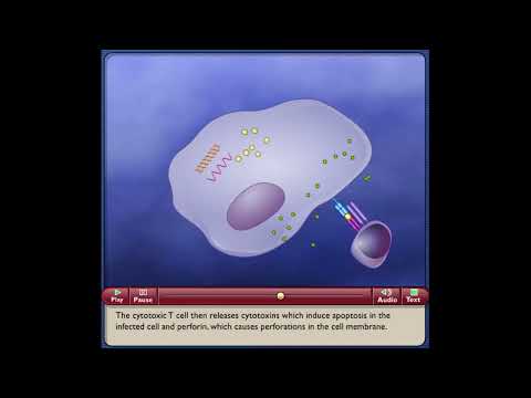 Cytotoxic T cell Activity against Target Cells