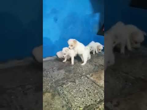 ₹2000 Only ! Pomeranian Puppies sale in Pune, Maharashtra 📞9767427573