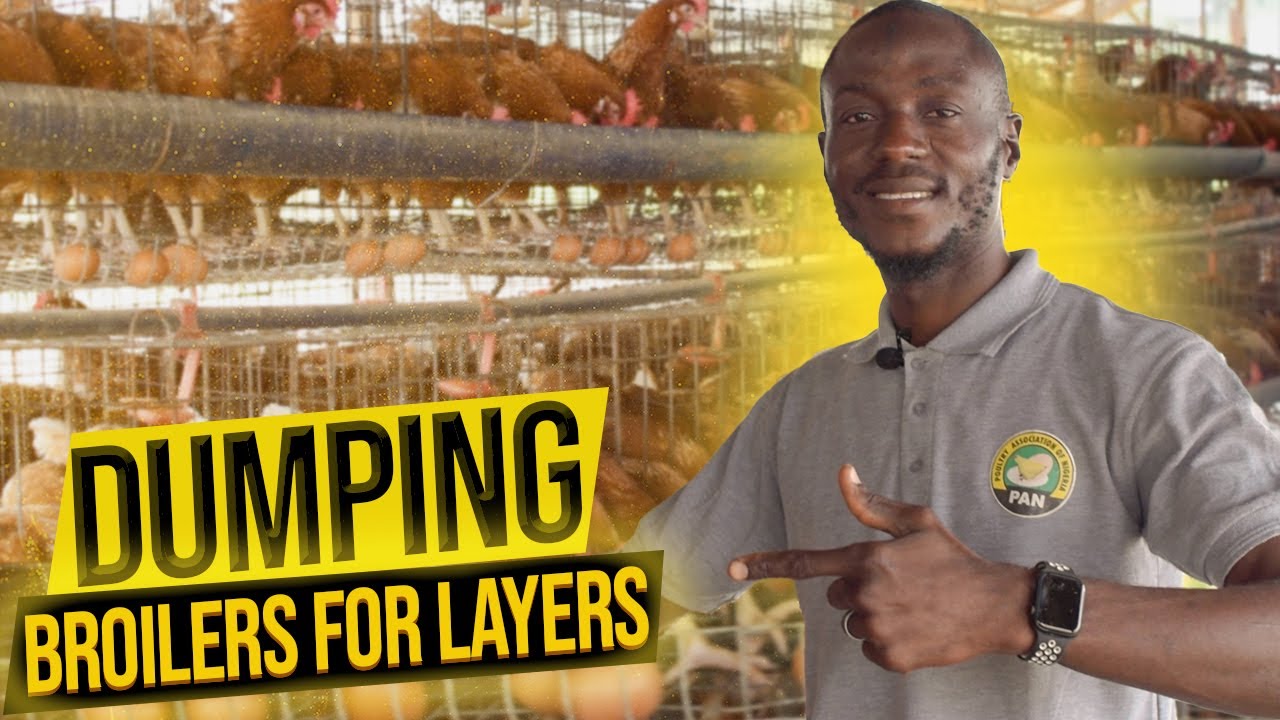 How To Start A Layers Poultry Farm in Nigeria