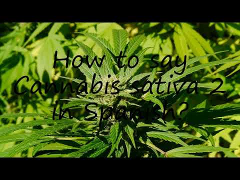 How to pronounce Cannabis sativa 2 in Spanish?