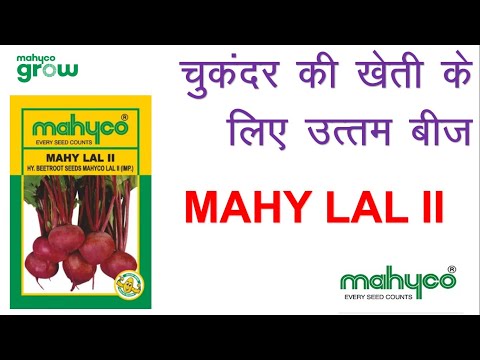 Beet Seeds - Wholesale Price & Mandi Rate for Beetroot Vegetable Seeds ...