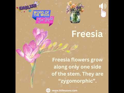 FREESIA - LEARN ENGLISH WORDS for Kids with a Word a Week