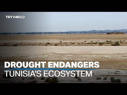 Drought threatens ecosystem and birds in Tunisia