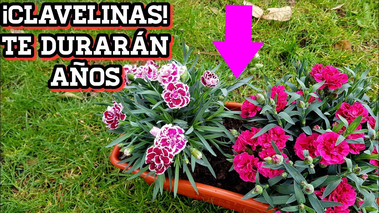 Carnations will always be beautiful with these tips! 💐 Caring for Potted Chinese Carnations (Dian...