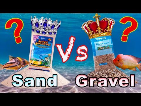 Aquarium Substrate Showdown: Sand vs Gravel! Does it Even Matter?